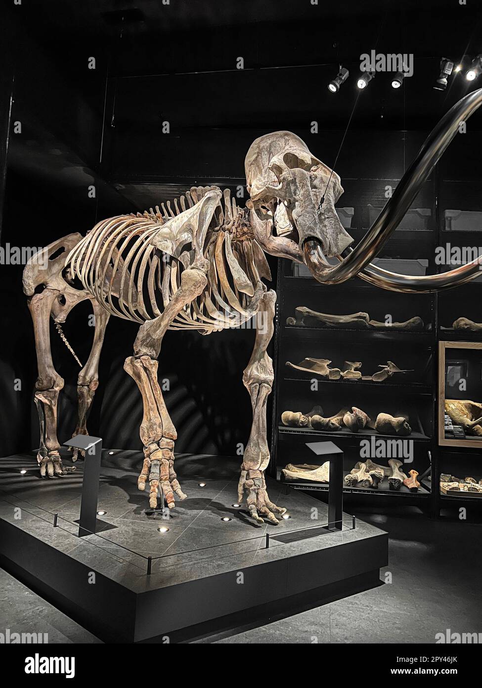 Life size skeleton of mammoth in museum Stock Photo - Alamy