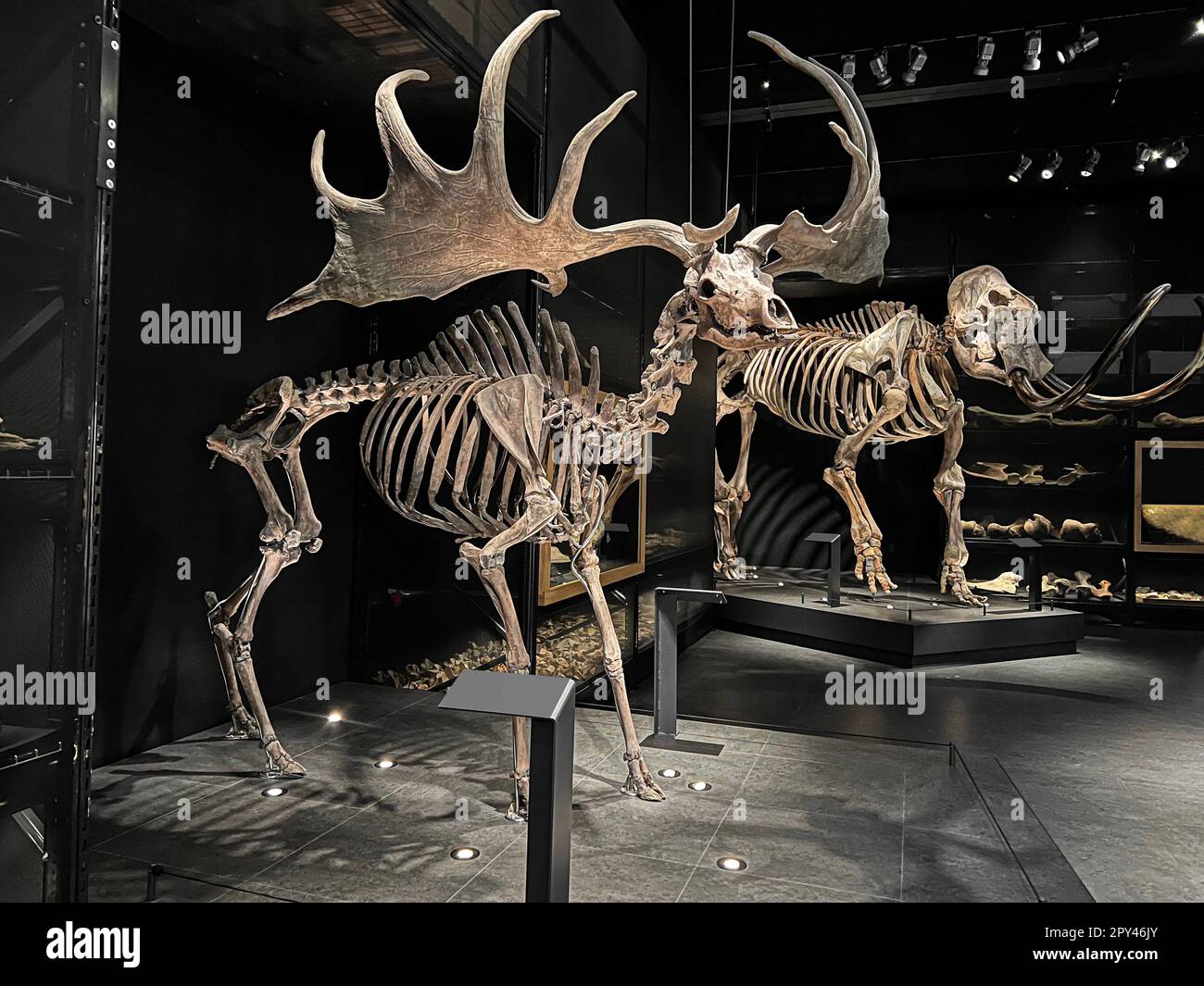 Moose Head Skeleton