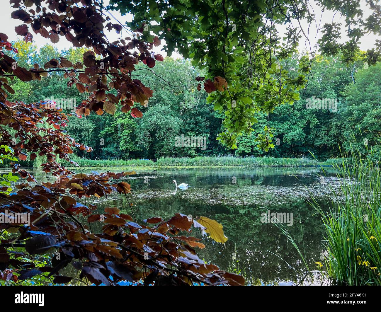 Beautiful white swan swimming in clean pond Stock Photo - Alamy