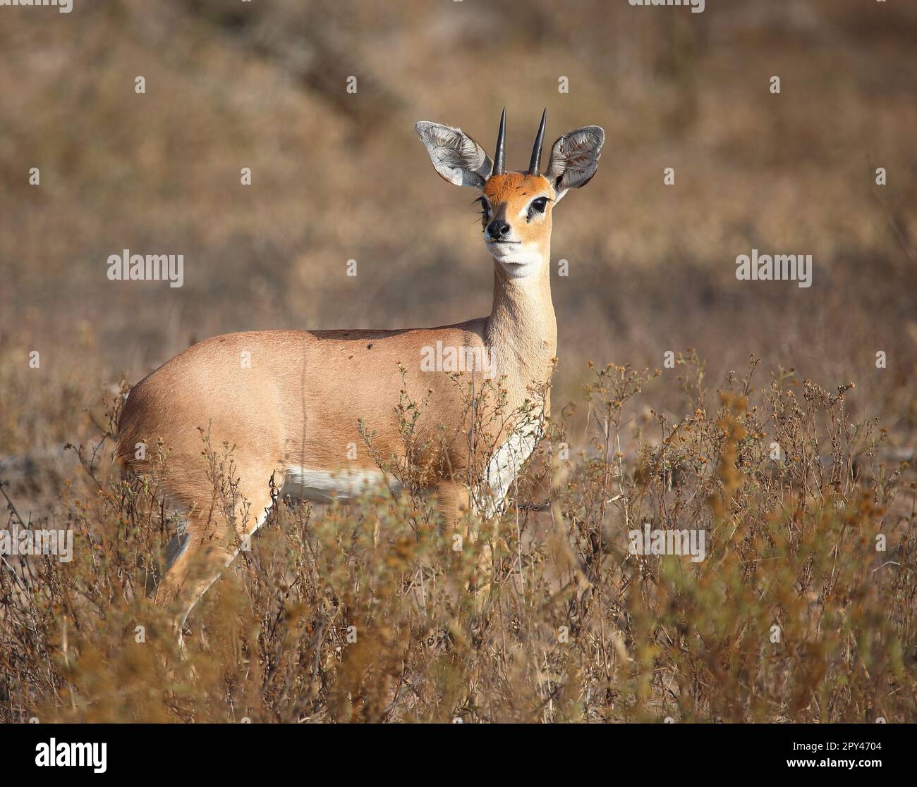 Afrikanische steenboks hi-res stock photography and images - Alamy