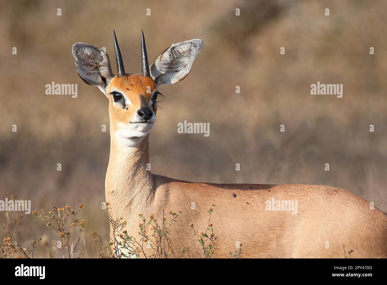 Afrikanische steenboks hi-res stock photography and images - Alamy