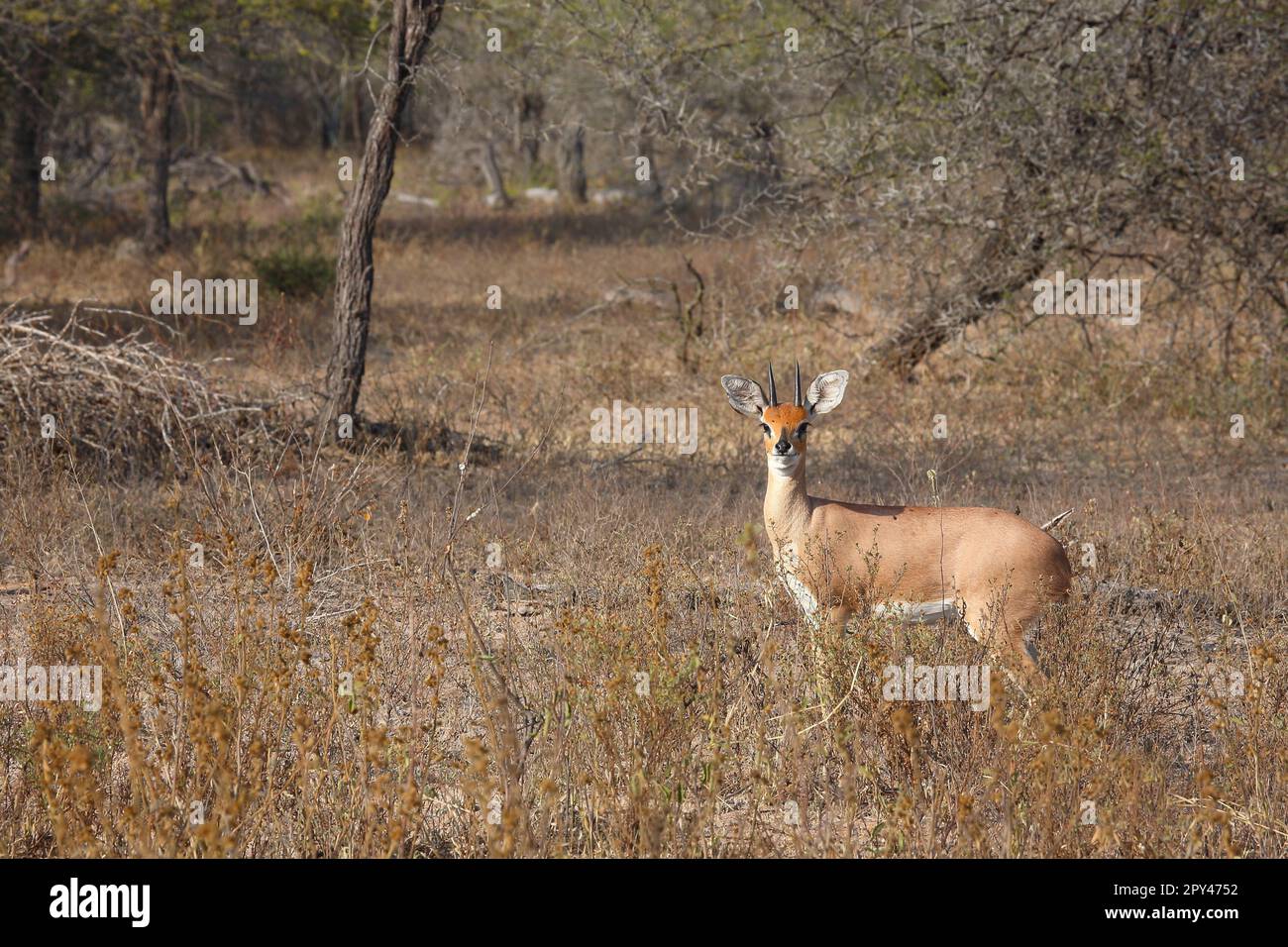 Afrikanische steenboks hi-res stock photography and images - Alamy