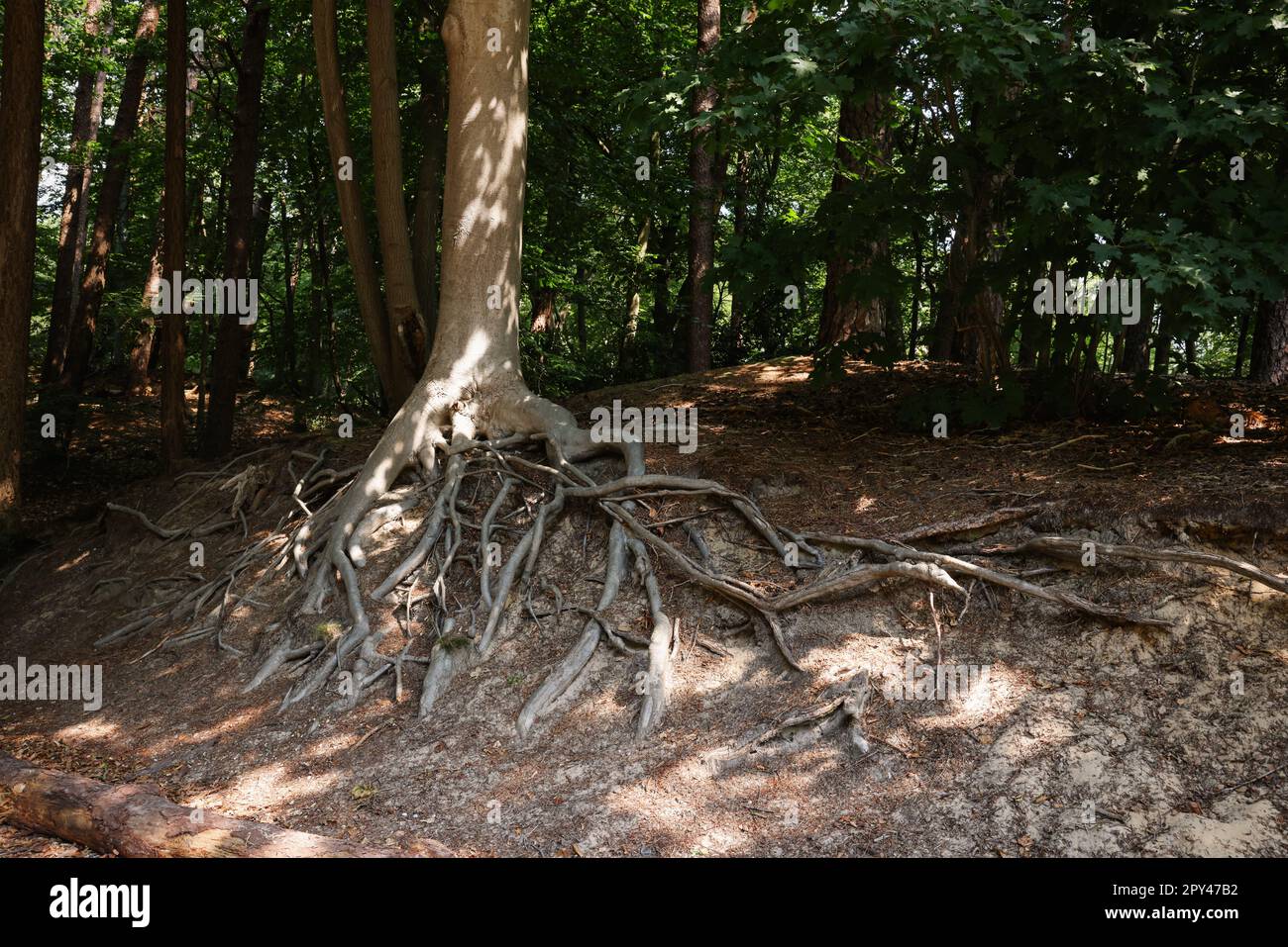 Tree roots visible through ground in forest Stock Photo - Alamy