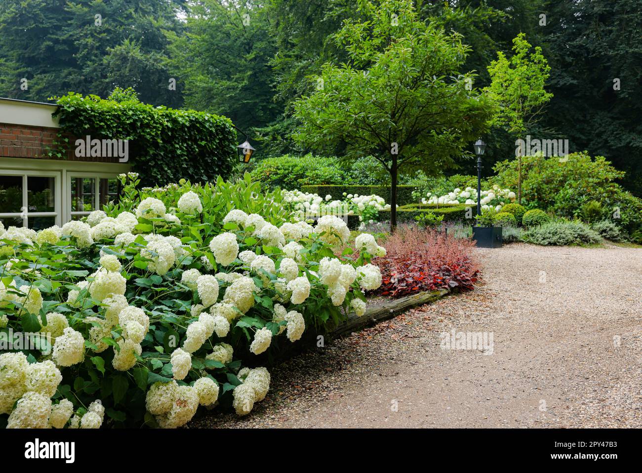 Beautiful blooming white hydrangeas in front yard of house. Landscape ...