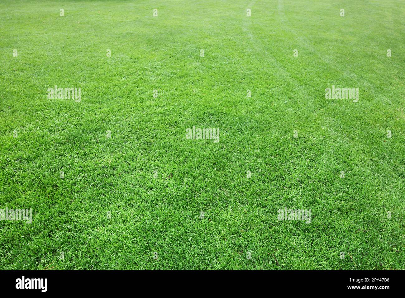 Beautiful freshly cut green lawn as background Stock Photo - Alamy