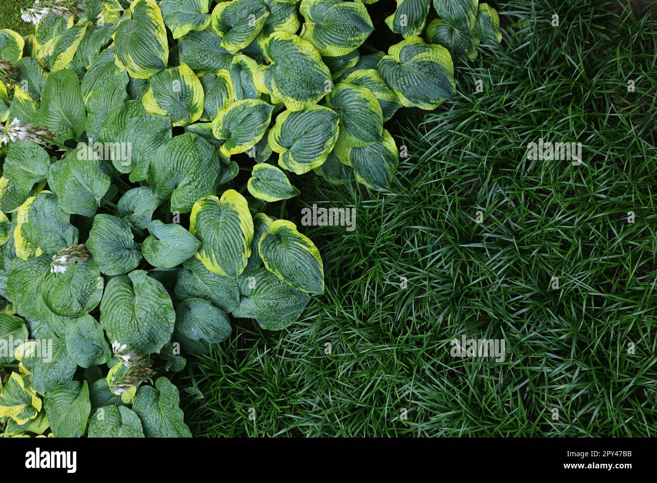 Different hosta hi-res stock photography and images - Alamy