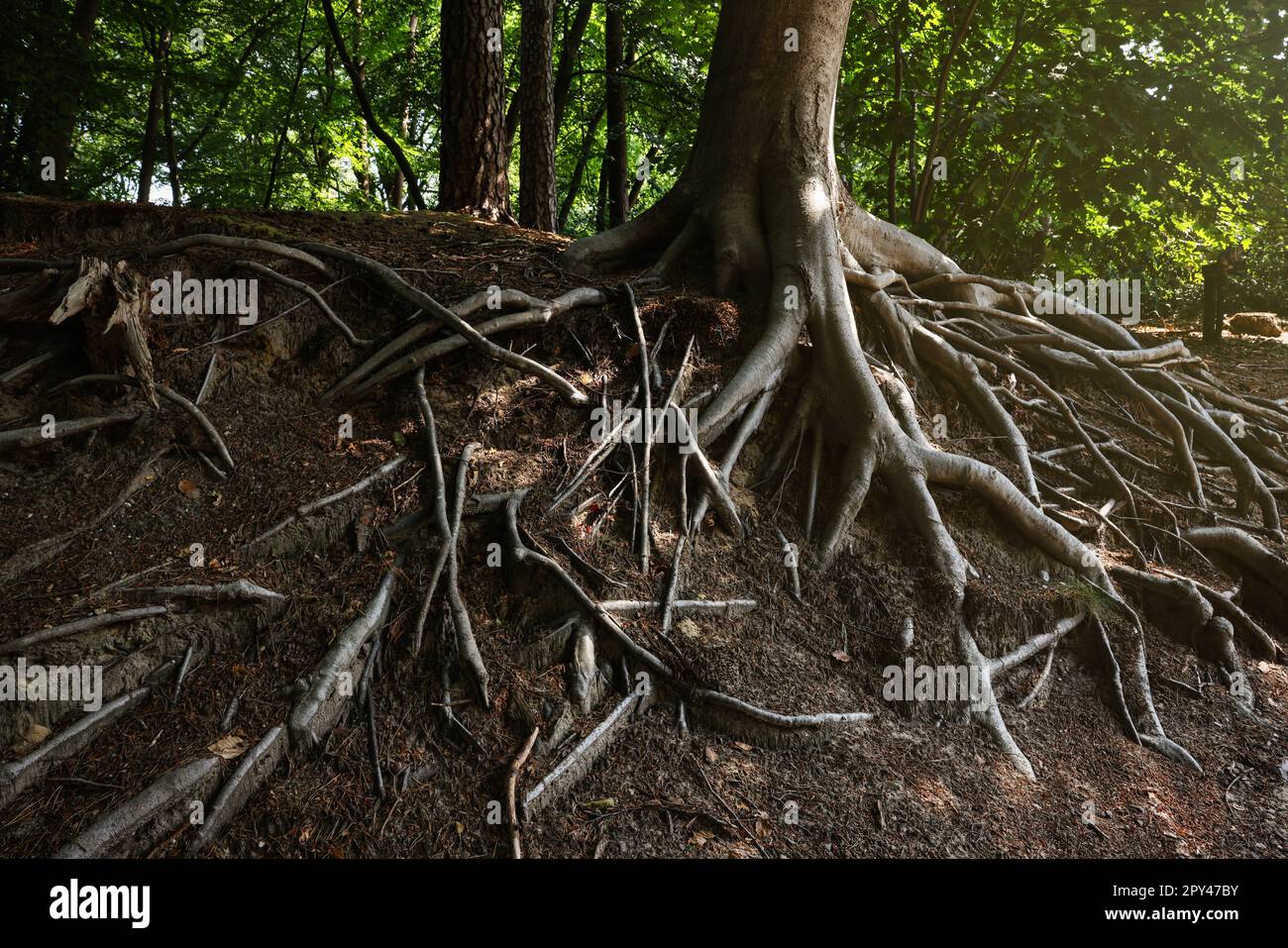 Tree roots visible through ground in forest Stock Photo - Alamy