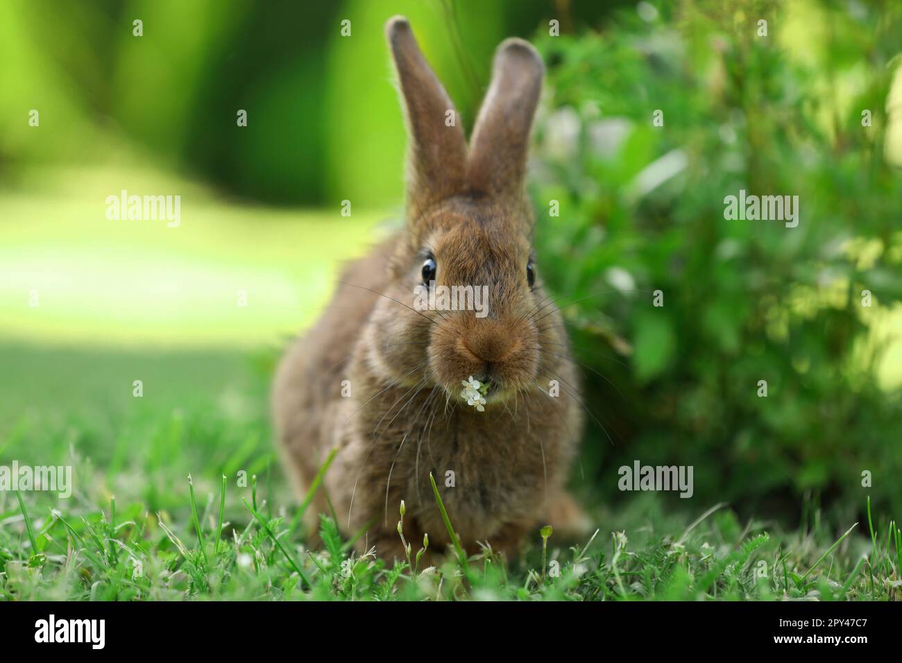 Cute fluffy rabbit eating flowers on green grass outdoors Stock Photo ...