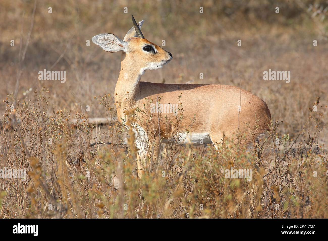 Afrikanische steenboks hi-res stock photography and images - Alamy