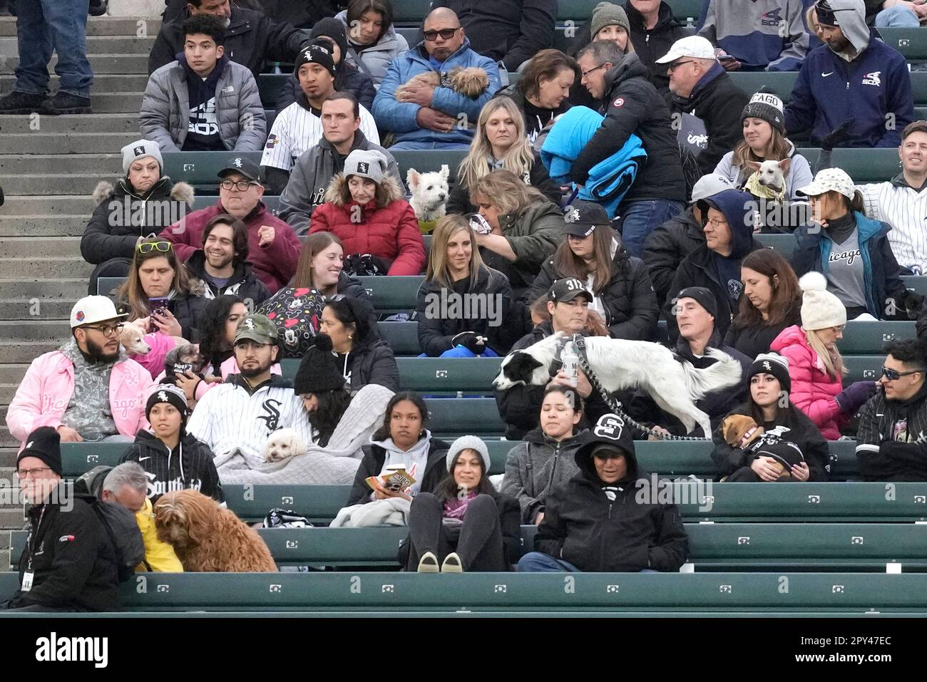 Baseball fans sit with their dogs for Bark at the Park during a ...