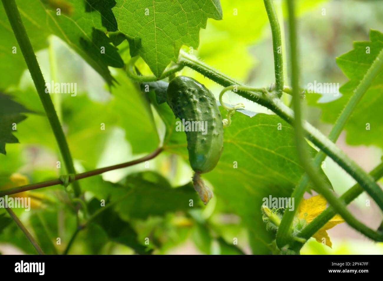 Cucumber ripening on bush in garden, closeup Stock Photo - Alamy