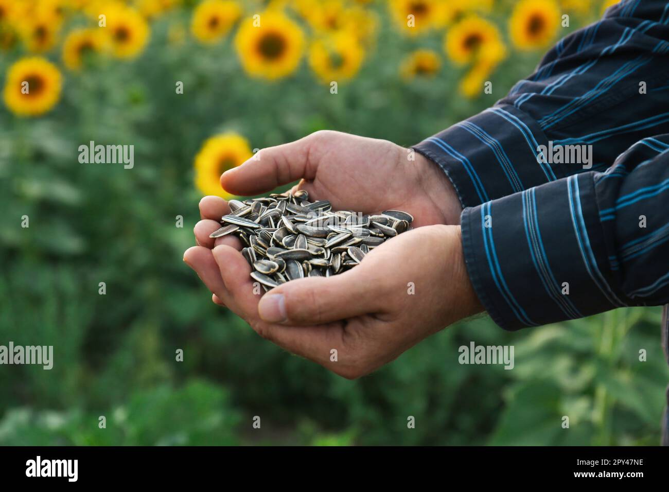 Man holding heap of sunflower seeds in field, closeup Stock Photo - Alamy