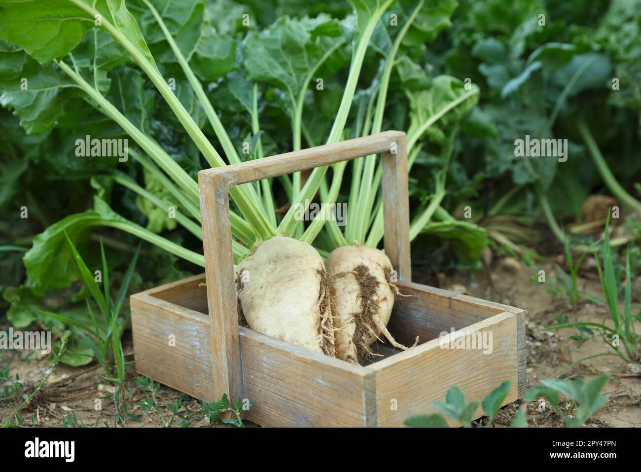 Fresh white beet plants in wooden crate outdoors Stock Photo - Alamy