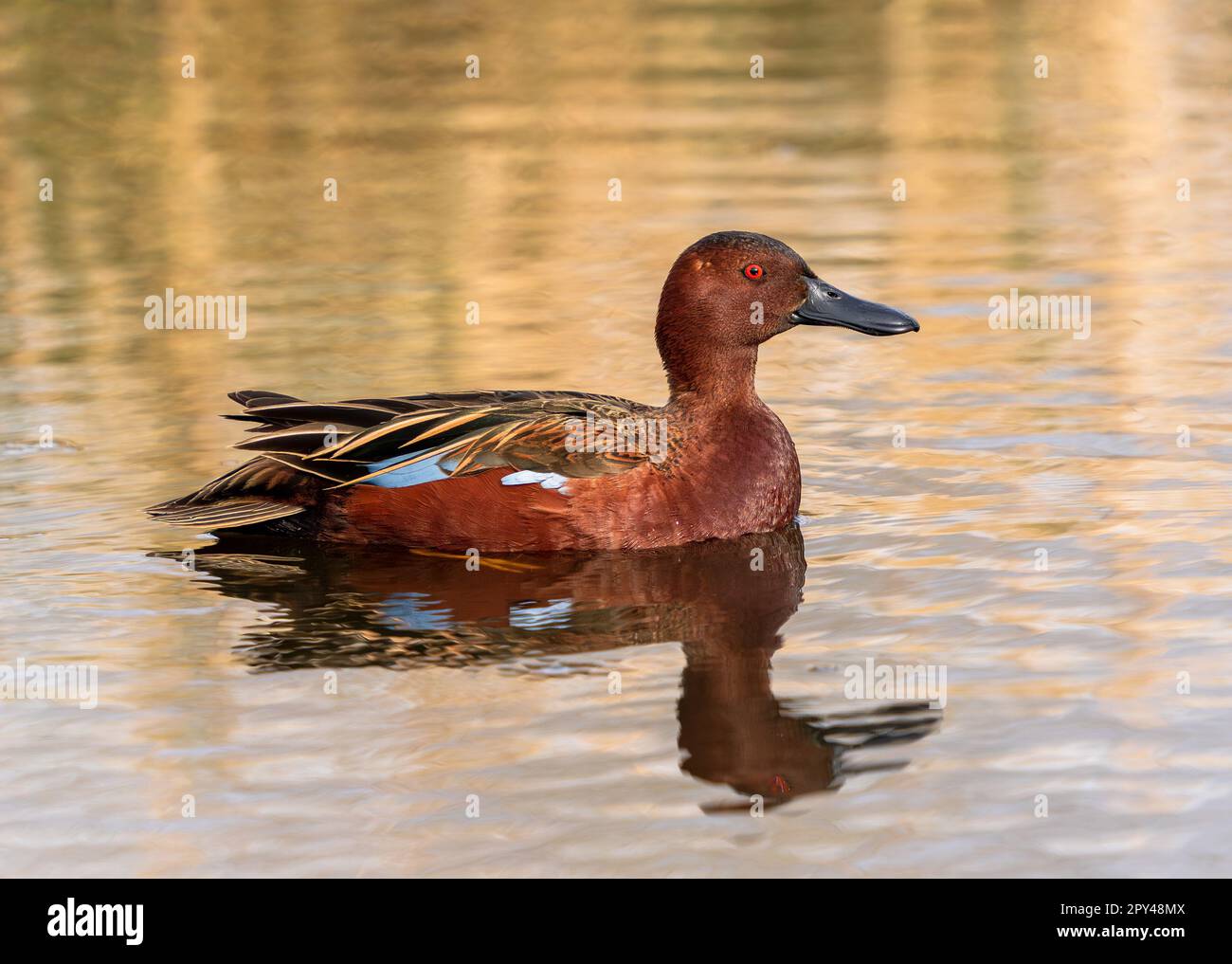 Cinnamon Teal duck peacefully floating in a golden lake at a close ...