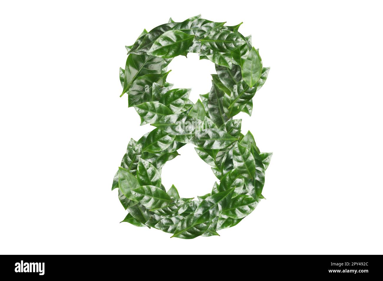 Number 8 made of fresh green leaves on white background Stock Photo - Alamy