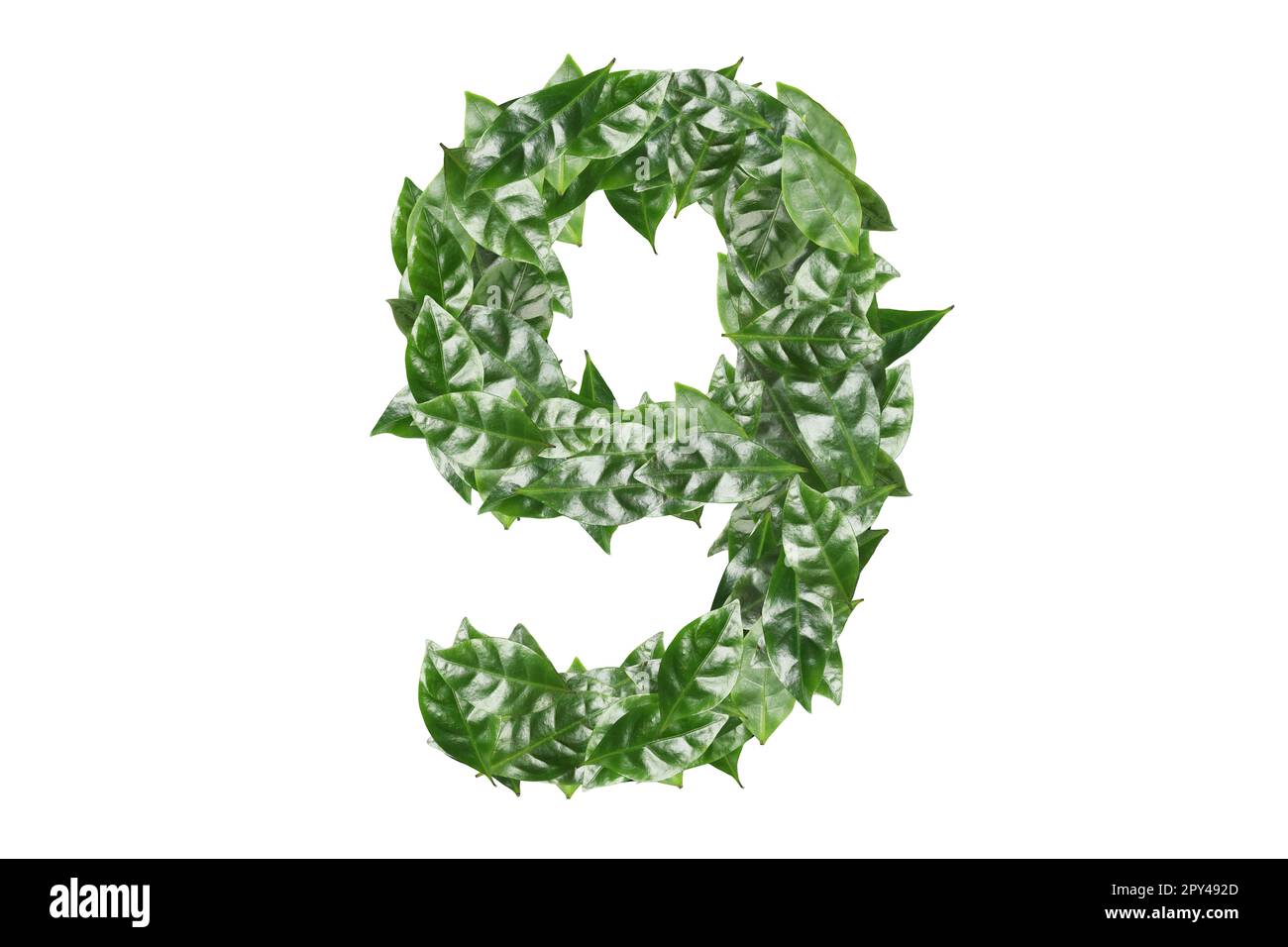 Number 9 made of fresh green leaves on white background Stock Photo - Alamy