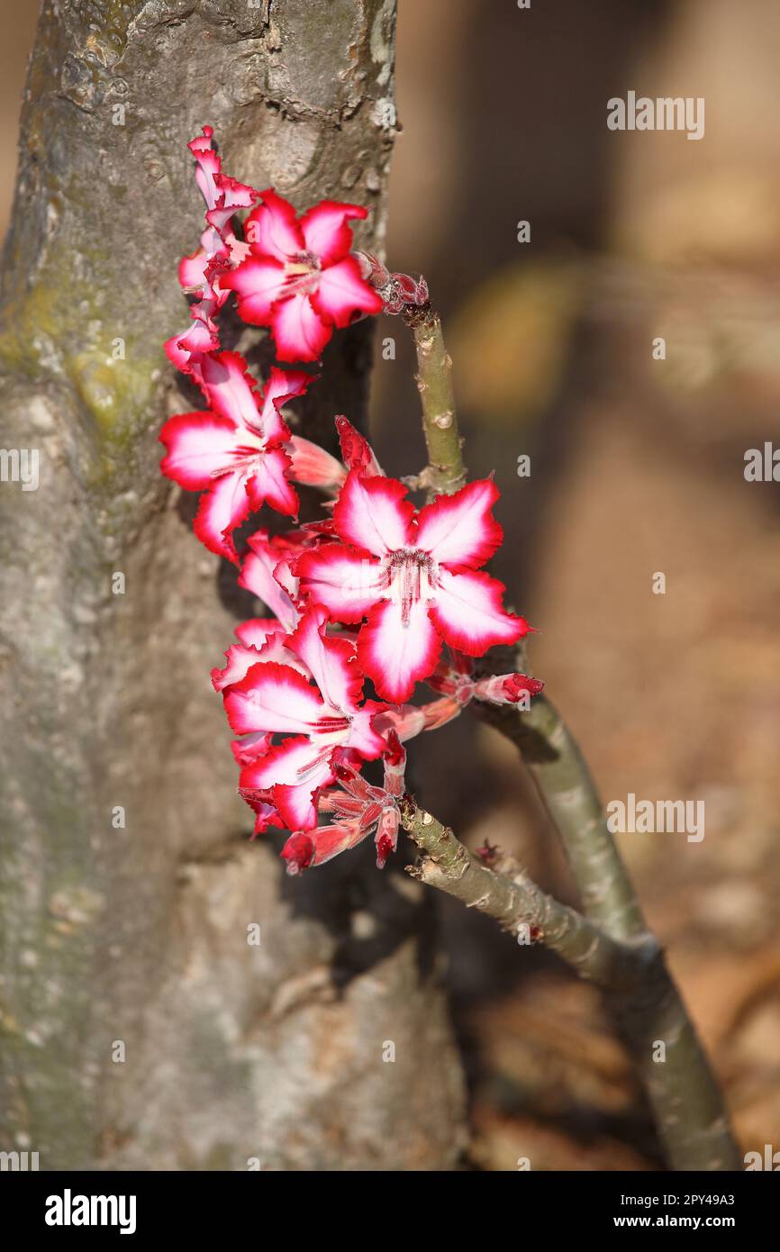 Wüstenrose / Impala lily / Adenium obesum Stock Photo - Alamy