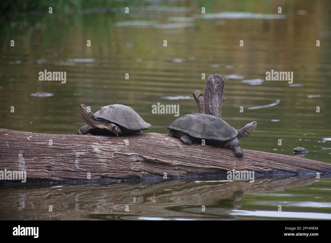 Starrbrust-Pelomeduse / Marsh or Helmeted turtle / Pelomedusa subrufa ...