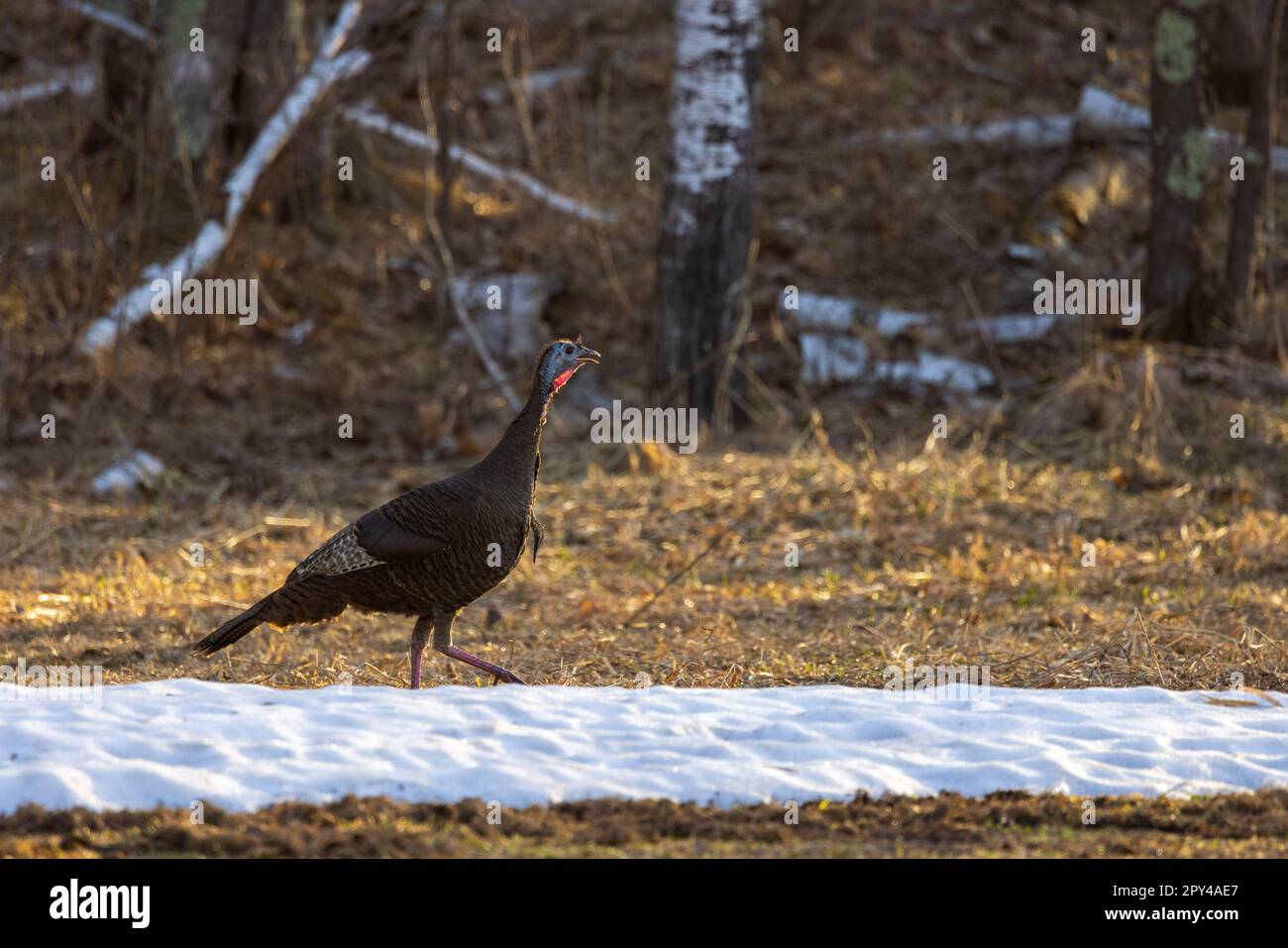 Bearded hen hi-res stock photography and images - Alamy