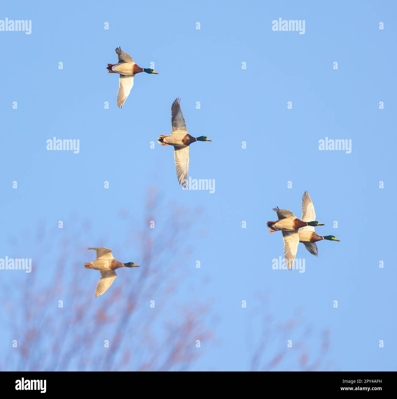 Drake mallards flying in northern Wisconsin Stock Photo - Alamy
