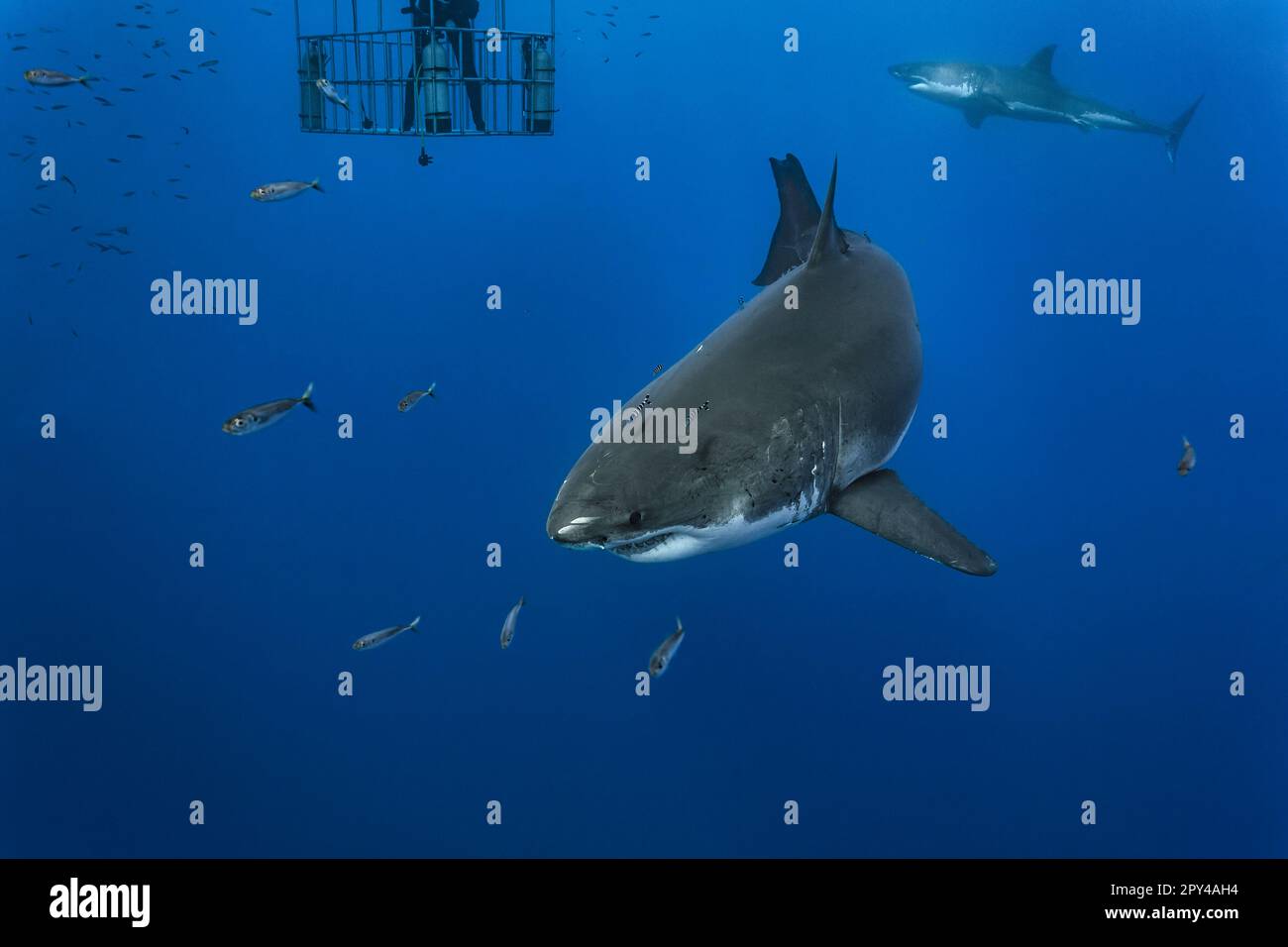 Great white shark in clear waters close up Stock Photo - Alamy