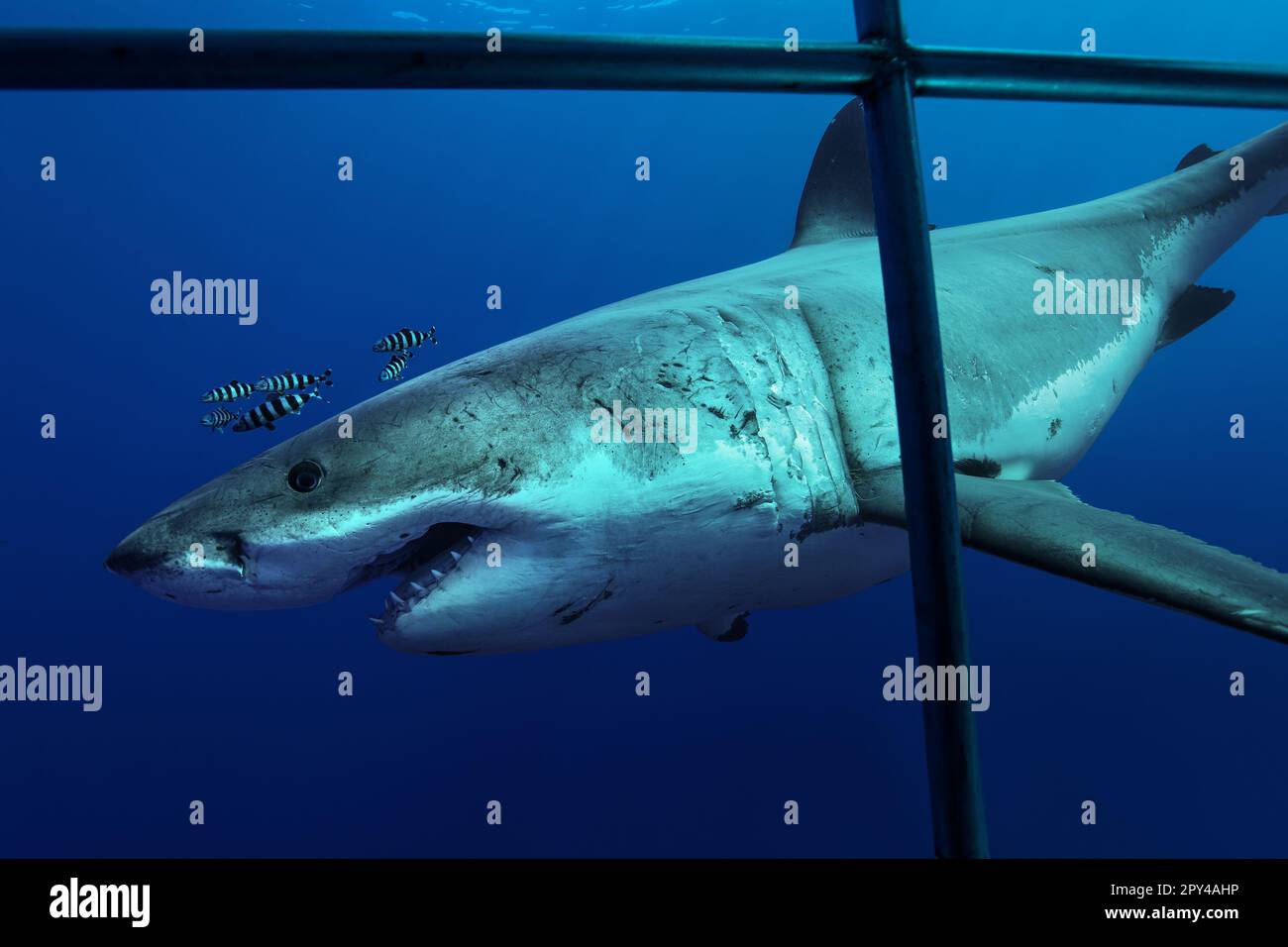 Great white shark in clear waters close up Stock Photo - Alamy