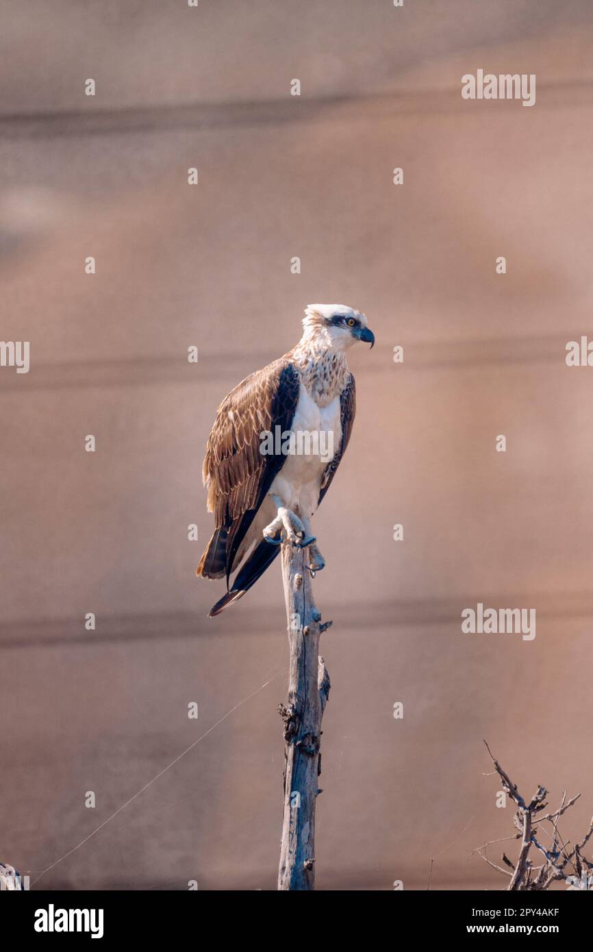 Osperey hi-res stock photography and images - Alamy