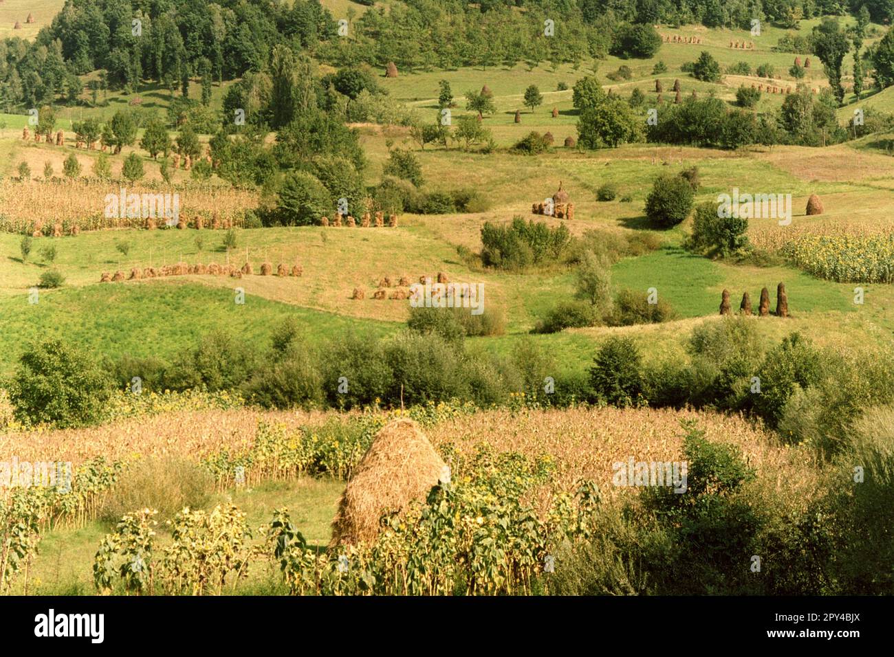 Field sunflower in romania europe hi-res stock photography and images ...