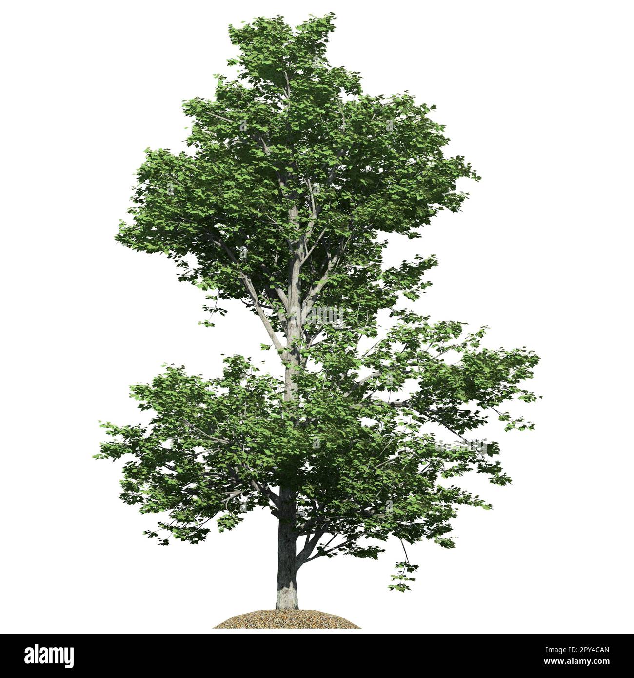 Tree isolated on white background front view - Red Maple Tree Stock ...