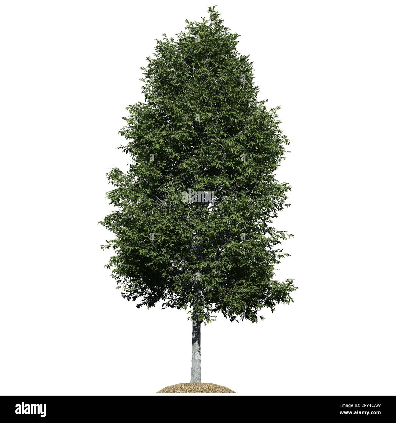 Tree isolated on white background front view - Oak Tree Stock Photo - Alamy