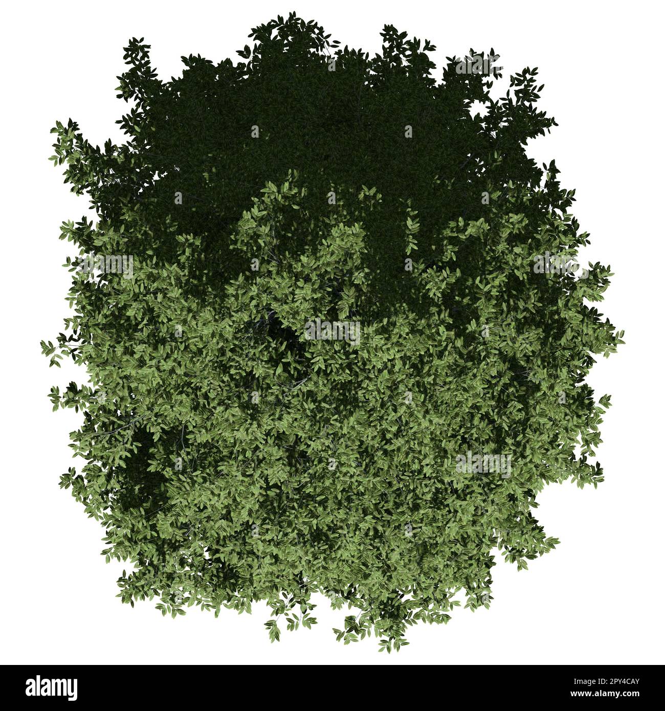 Tree isolated on white background top view - Oak Tree Stock Photo - Alamy