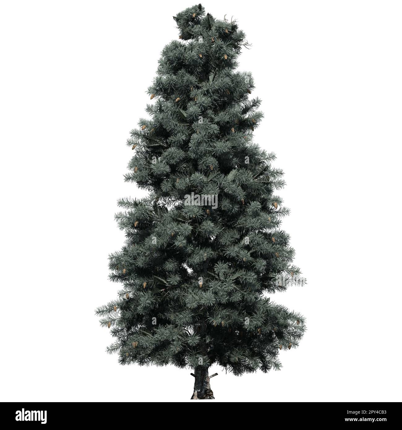 Tree isolated on white background front view - Blue Spruce Tree Stock ...