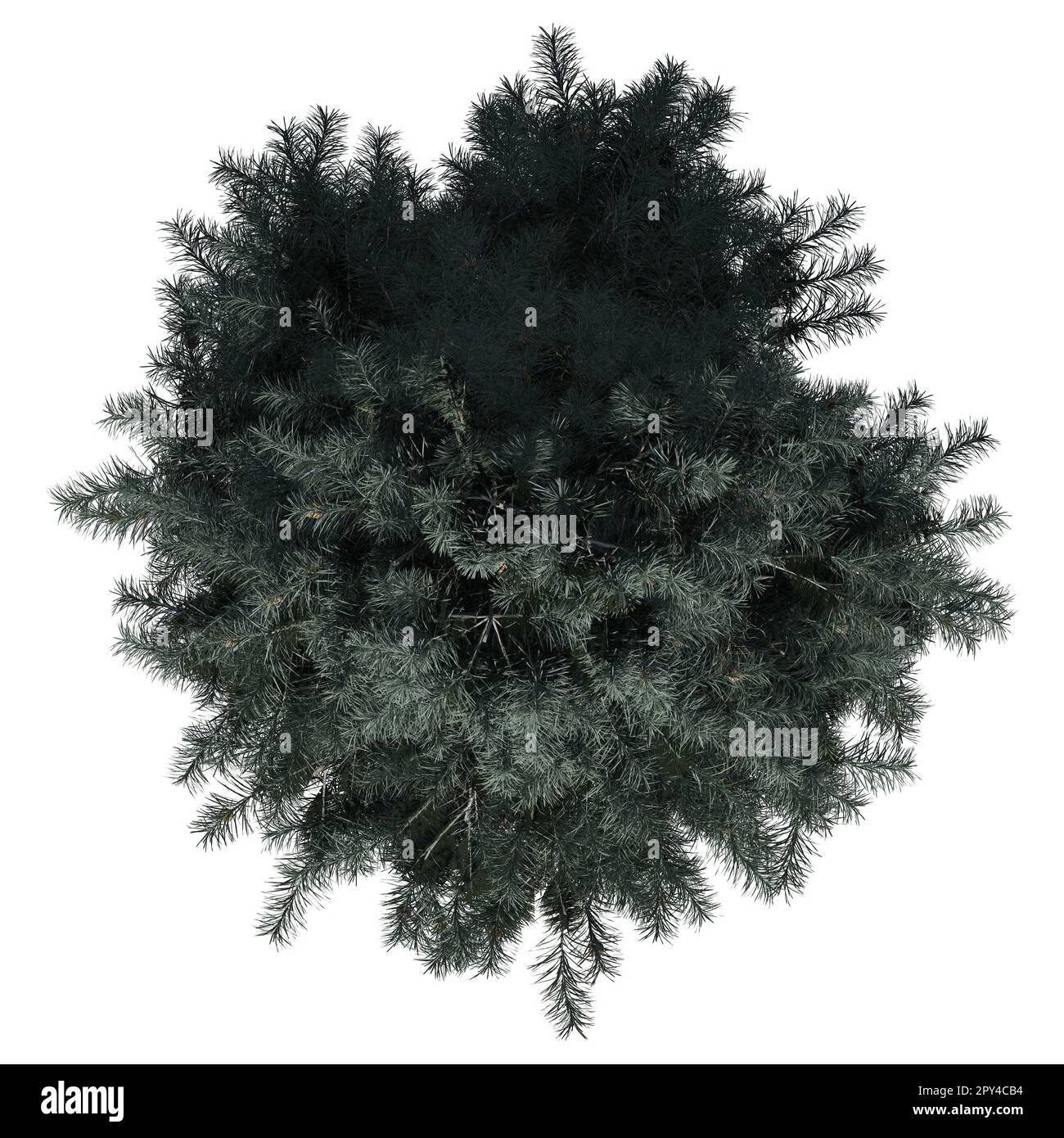 Top view spruce branches Cut Out Stock Images & Pictures - Alamy