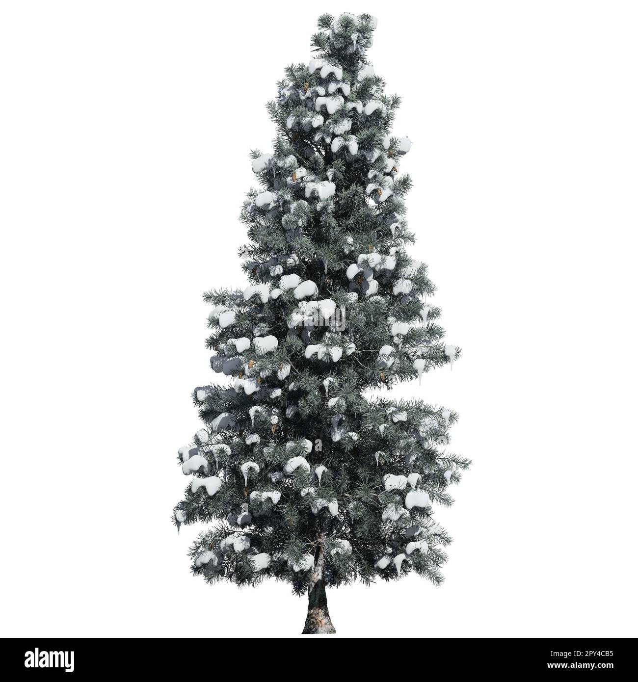 Tree isolated on white background front view - Blue Spruce Tree Stock ...