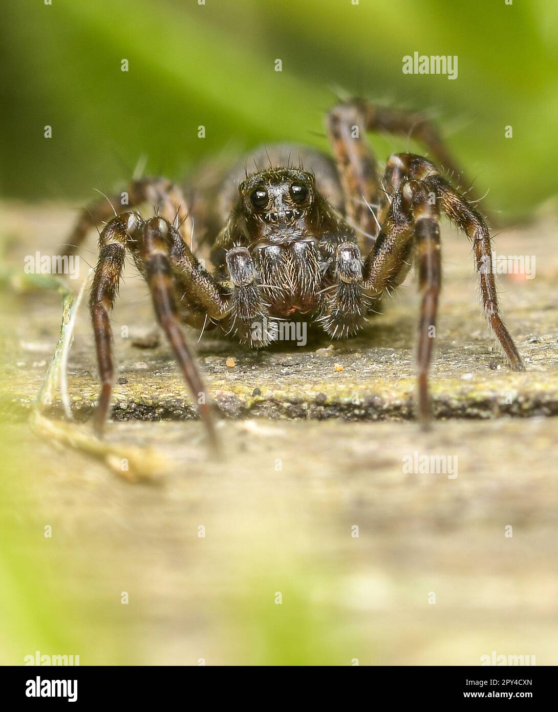 Spotted wolf spider hi-res stock photography and images - Alamy