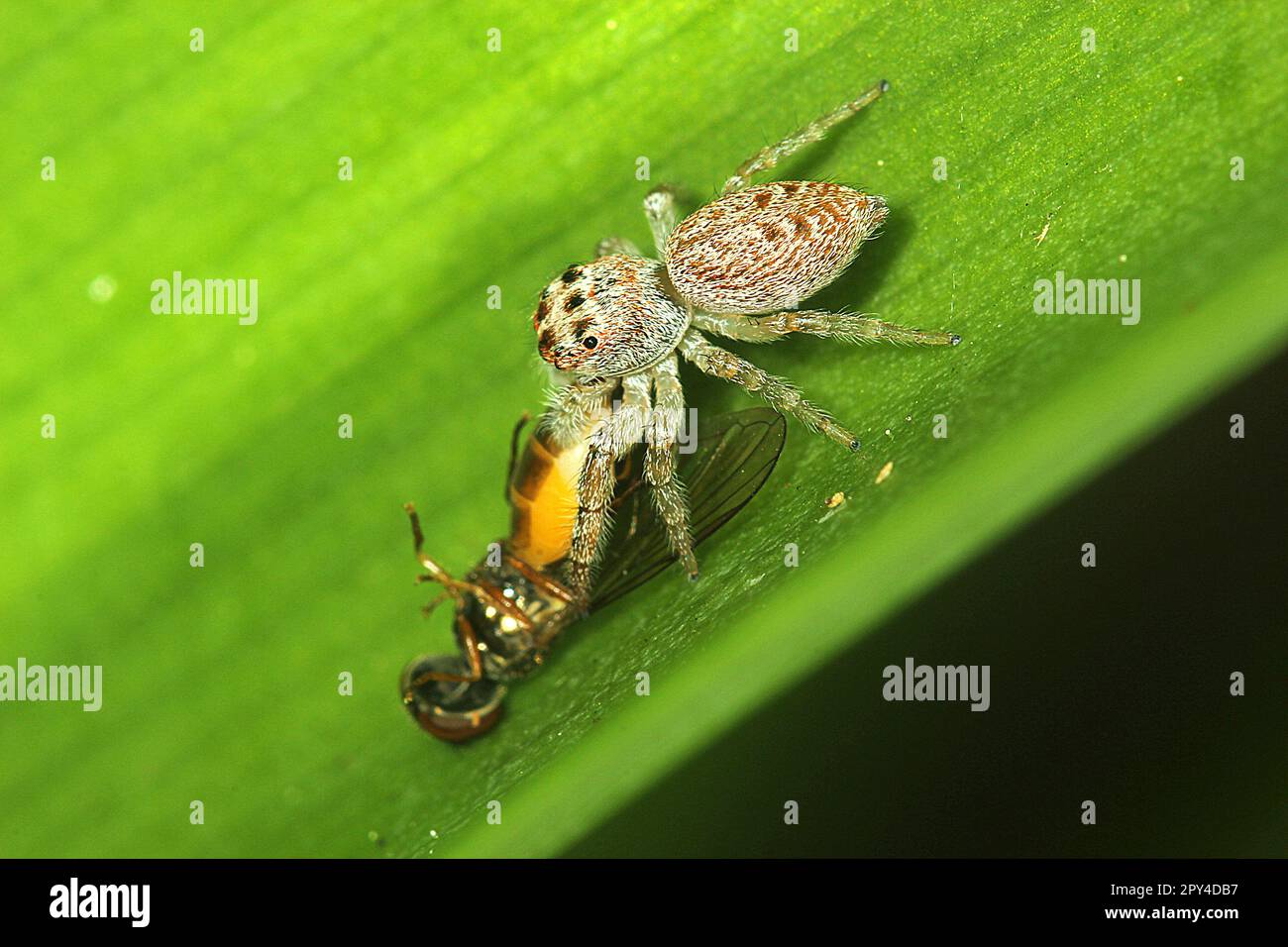 Cyclops jumping spider hi-res stock photography and images - Alamy