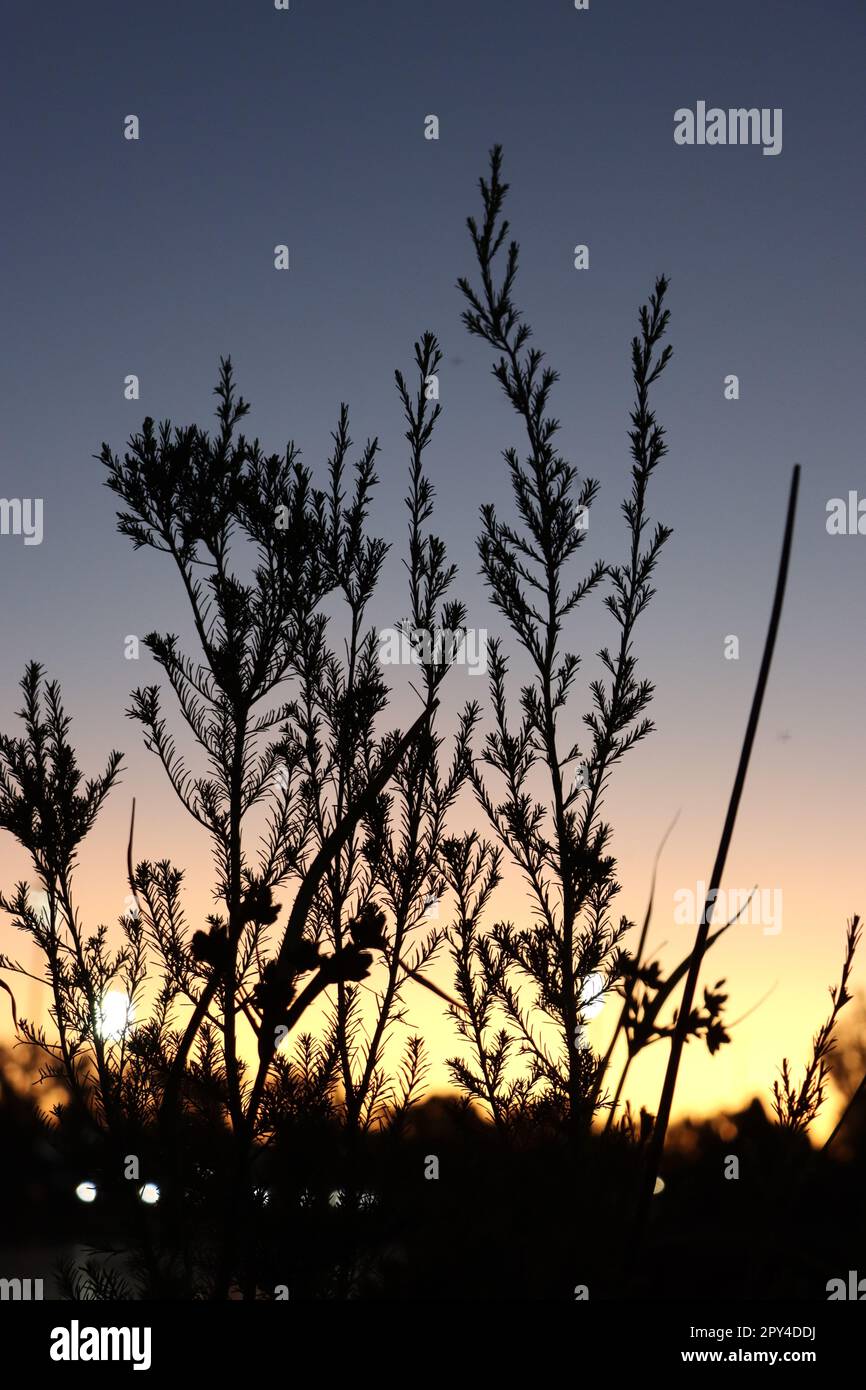 Dusk plant hi-res stock photography and images - Alamy