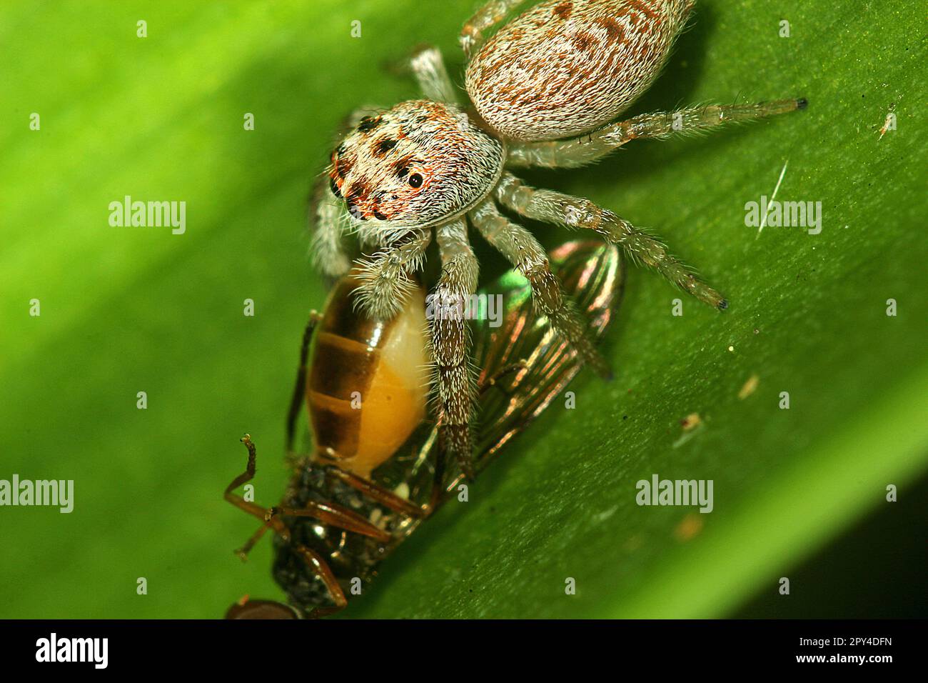 Cyclops jumping spider (Opisthoncus polyphemus) eating a fly Stock ...