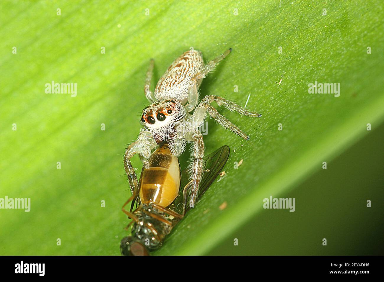 Cyclops jumping spider (Opisthoncus polyphemus) eating a fly Stock ...