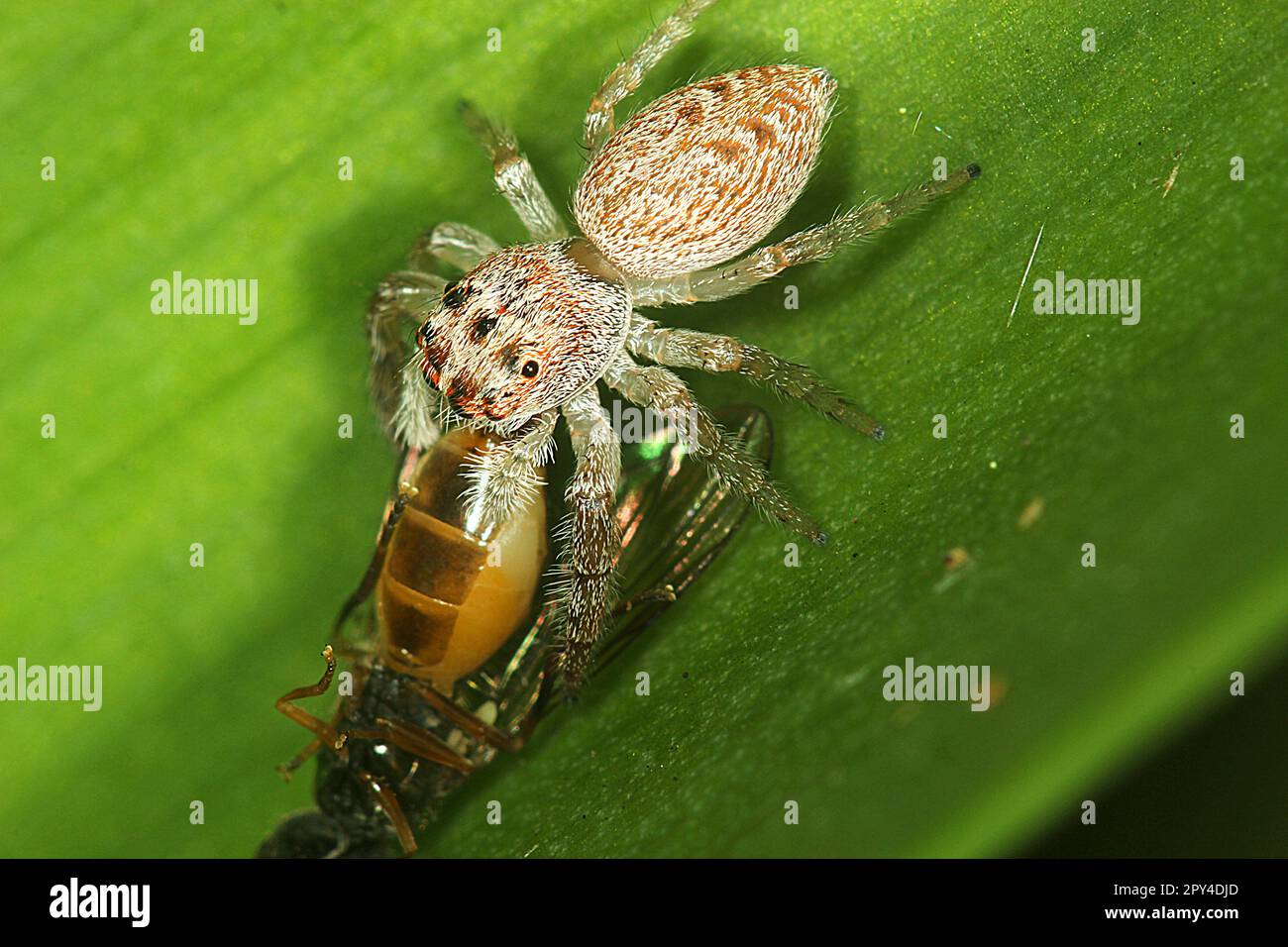 Polyphemus cyclops hi-res stock photography and images - Alamy
