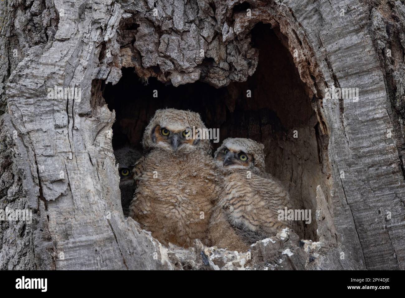Great Horned Owl (Bubo virginianus), three owlets in a cavity Stock ...
