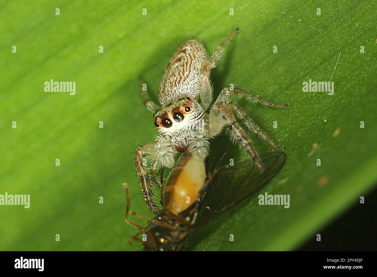 Cyclops jumping spider (Opisthoncus polyphemus) eating a fly Stock ...