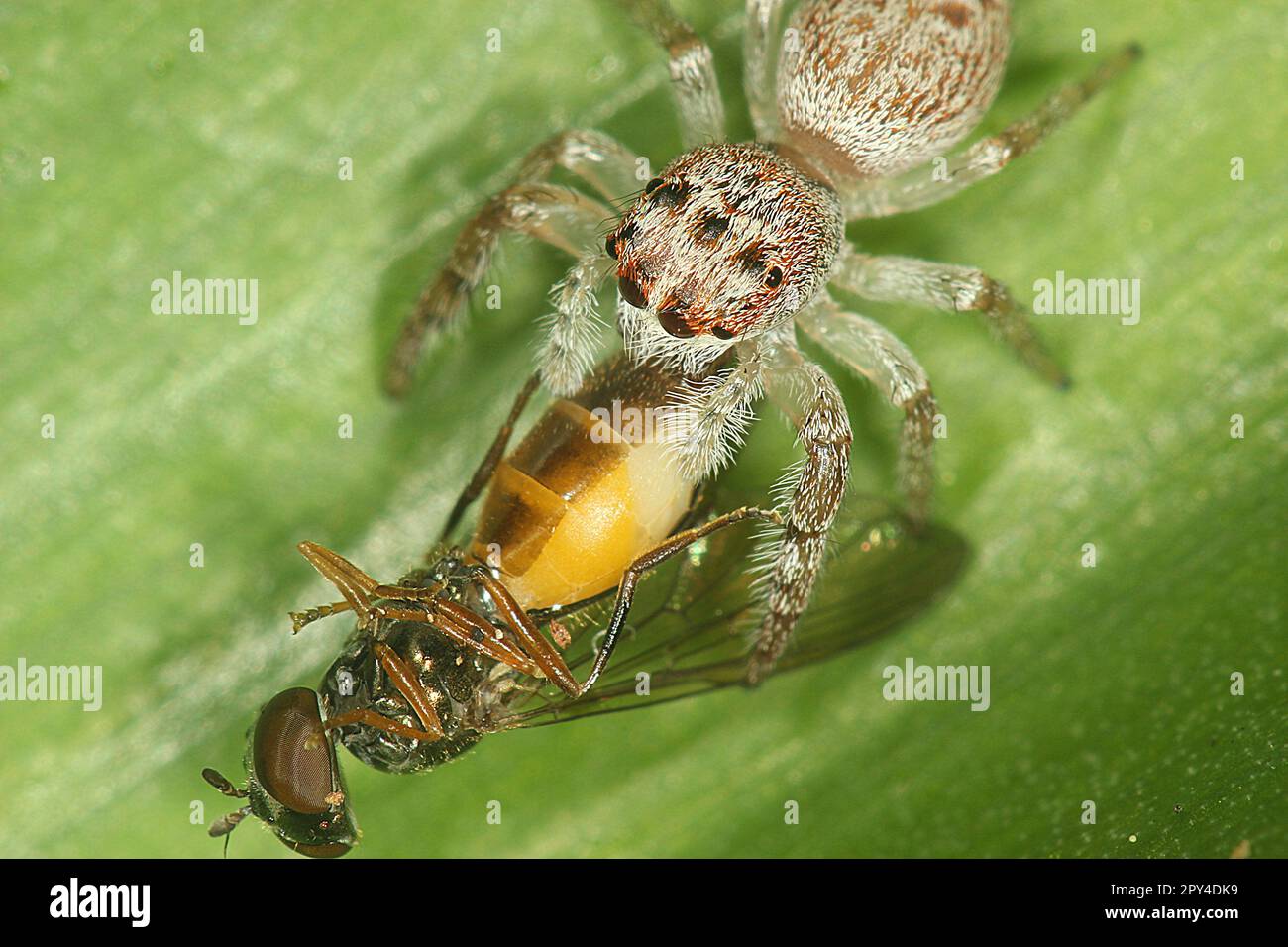 Cyclops jumping spider (Opisthoncus polyphemus) eating a fly Stock ...