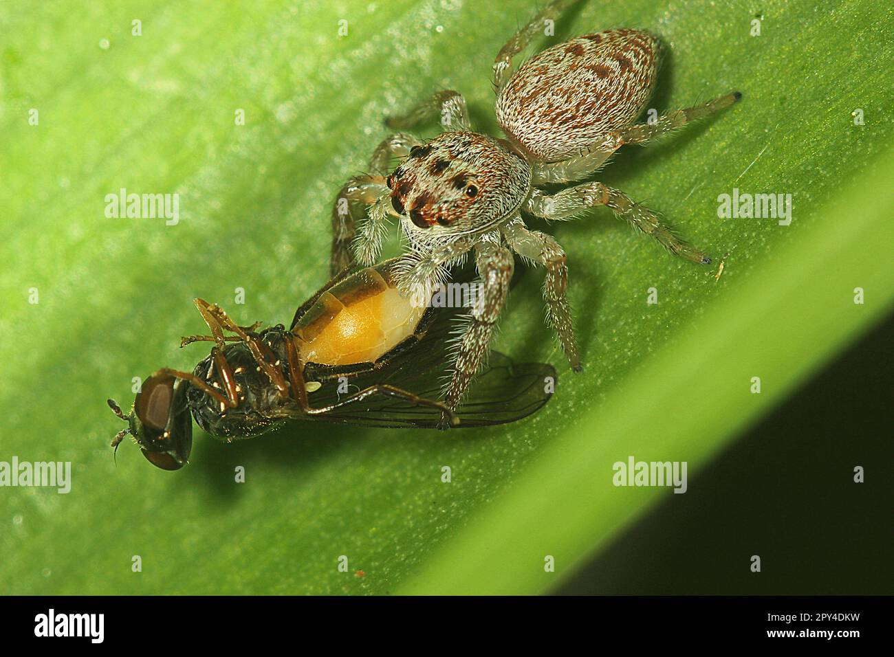 Cyclops jumping spider (Opisthoncus polyphemus) eating a fly Stock ...