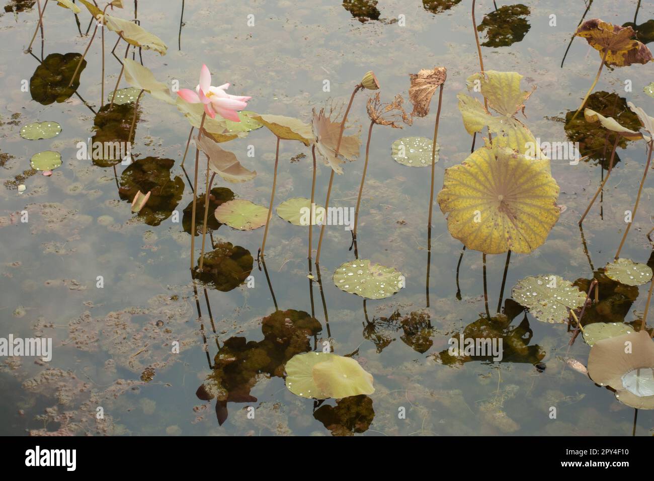 infrared image of the Nelumbo nucifera plant in the lake Stock Photo ...