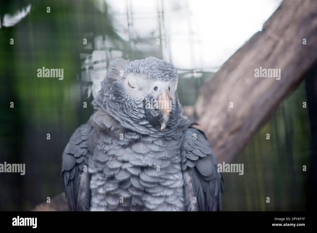 the young African grey parrot has a large cream bill and white mask ...