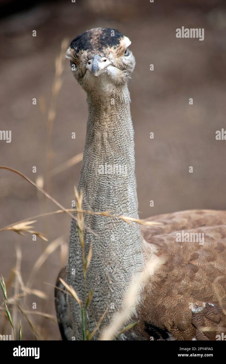 The Australian Bustard Is One Of Australias Largest Birds It Is A Mainly Grey Brown Bird