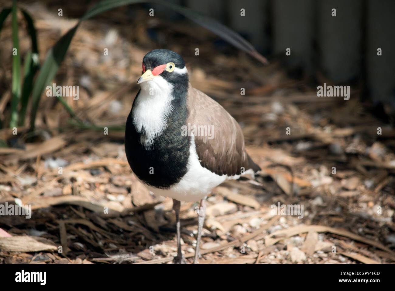 the lapwing has a black cap and broad white eye-stripe, with a yellow ...