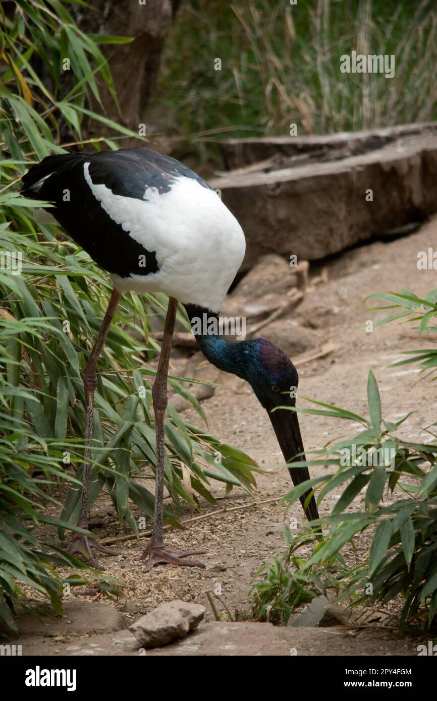 The distinctive black-and-white waterbird stands an impressive 1.3m ...