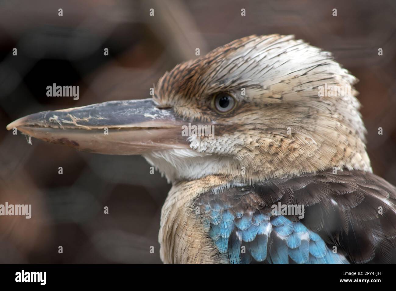 The Blue-winged Kookaburra is a large kingfisher with a big square head ...